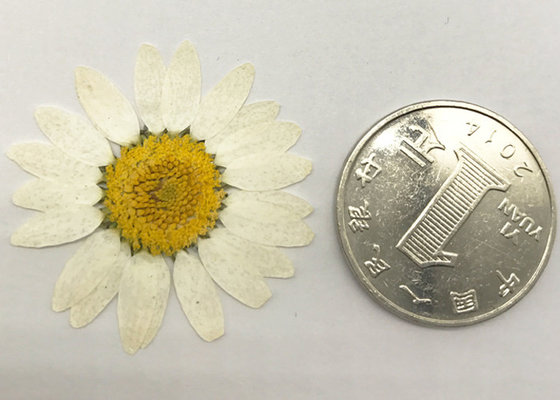 White Chrysanthemum Dried Flower Diameter 3 CM For DIY Teaching Specimen