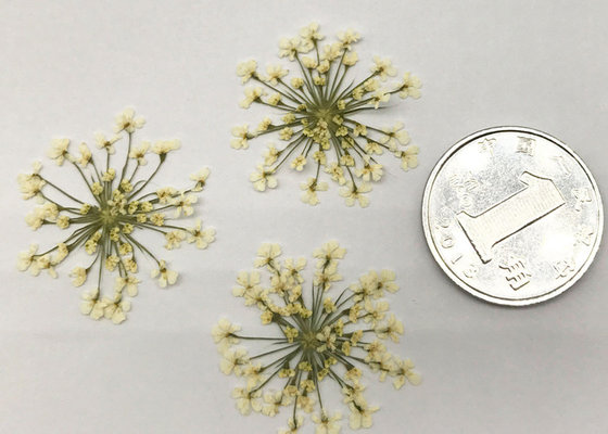 White Lace Dried Pressed Flower Diameter 1.5-2.5CM Plant Material For DIY Holiday Gift