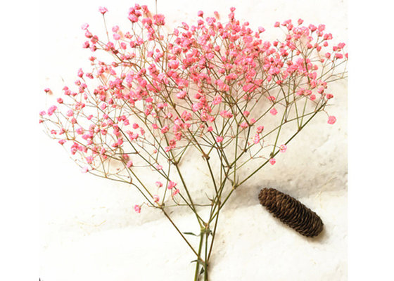 Decorative Pressed Wedding Bouquet , Dried Flower Bouquet True Plant For Dining Room