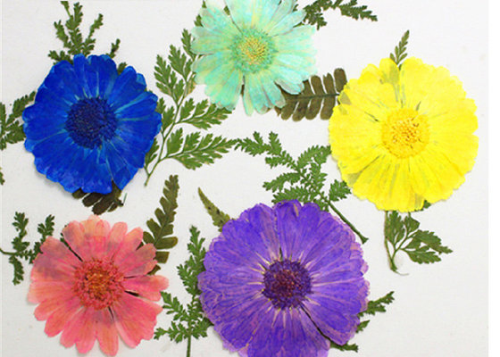 Calendula Pressed Dried Flower Art Diameter 4 - 6 CM Natural Plant For Wedding