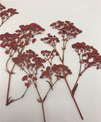 Baby'S Breath Dried Pressed Flowers , Preserving Dried Flowers For DIY Pendant