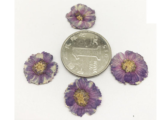 Beauty Small Dried Flowers Diameter 1.5CM Color Optional For Necklace Ornament