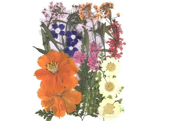 Raw Material DIY Dried Flowers , Long Dried Flowers For Art Painting Decoration