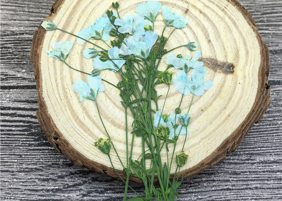 Decorative Accessories Small Dried Flowers For Resin Epoxy Craft Bookmark