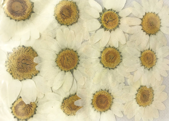 True Specimen Real Pressed Flowers Diameter 3CM For Christmas Card Gift