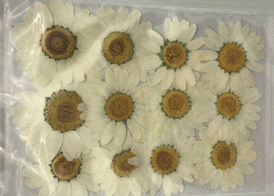 True Dried White Flowers , Dried Daisy Flowers For Mother'S Day Present