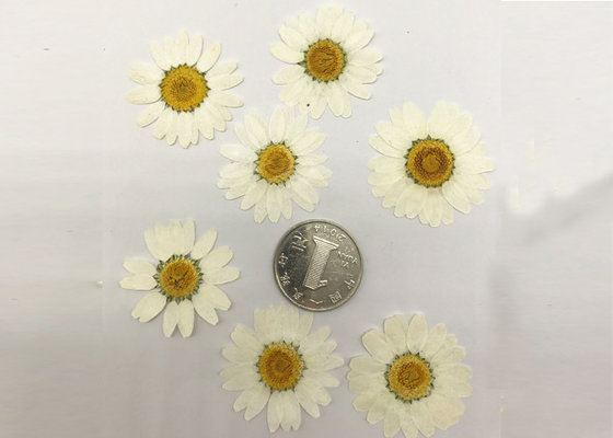 White Chrysanthemum Hand Pressed Flowers For Wedding Party Favors / Gifts