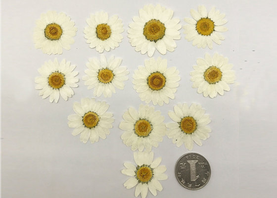 Daisy Real Dried Flowers 3 CM Diameter Raw Material For DIY Necklace Decoration