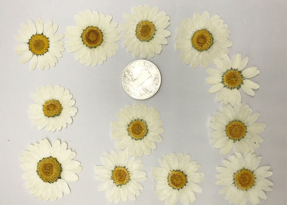 Colorful Pressed Flower Arrangements Size 3 CM For Wedding Gift Decoration