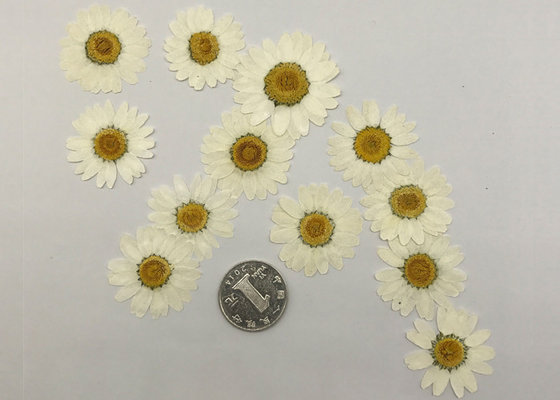 White Chrysanthemum Pressed Floral Art , Dried Flower Artwork For Teaching Specimen