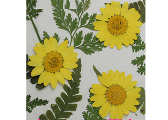 White Chrysanthemum Pressed Floral Art , Dried Flower Artwork For Teaching Specimen