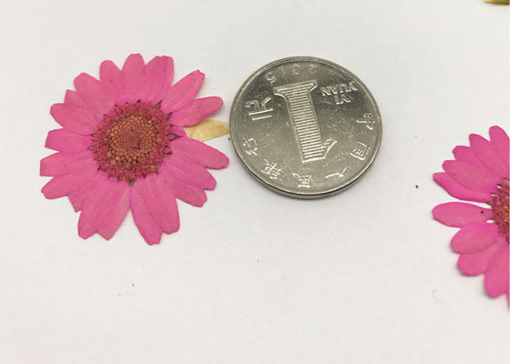 Pink Chrysanthemum Pressed Flower Candles Decoration For DIY Materials