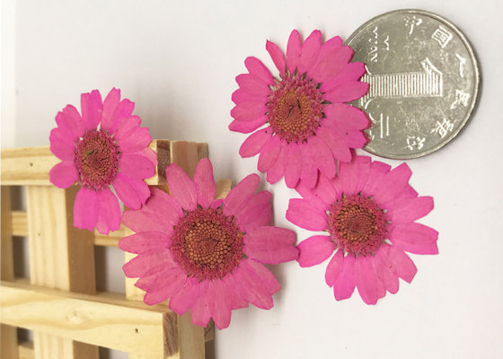Colorful Pressed Flower Crafts , Diameter 3CM True Plant Dry Flower Decoration
