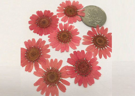 Mirror Decoration Dried Pressed Flowers Material For DIY Handicrafts