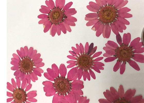 Natural DIY Pressed Flower Framed Art With Rose / Daisy / Chrysanthemum