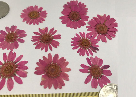 Door Hanger Material Pressing Large Flowers , Pressed Wildflowers For Restaurant