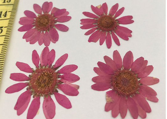 True Raw Material Pressed Flower Artwork , Framed Pressed Flowers For Frame Photo