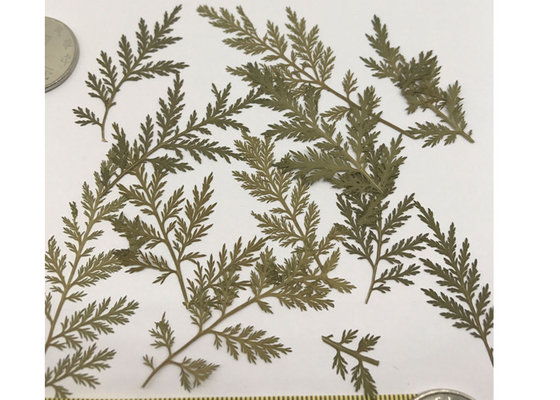 Original Color Fern Material DIY Pressed Flowers For Painting / Home Decoration