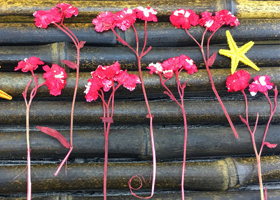Red Daisy Material DIY Pressed Flowers Dried Specimen For Epoxy Cell Phone Case