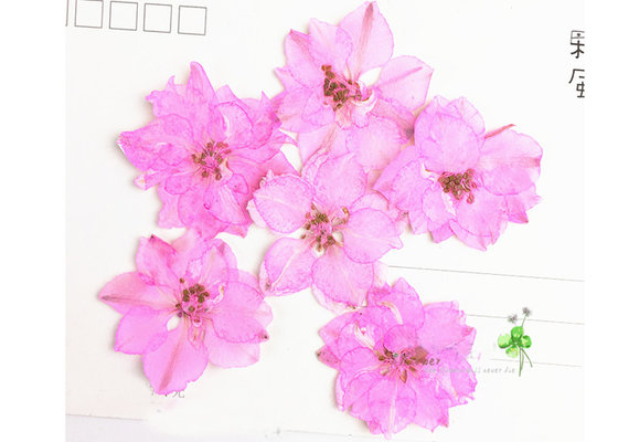 Eternal Floral Dried Pressed Flowers Larkspur Diameter 3CM For Christmas Decorations