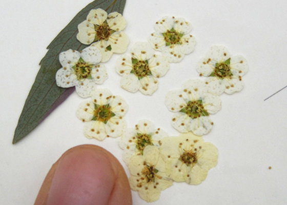 Narcissus Tiny Dried Flowers , Small Pressed Flowers Plant Specimen For Nail Decoration
