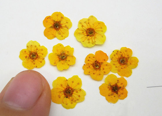 Aroma Wax Tablets Pressed Flower Gifts  Diameter 0.6CM For Home Decoration
