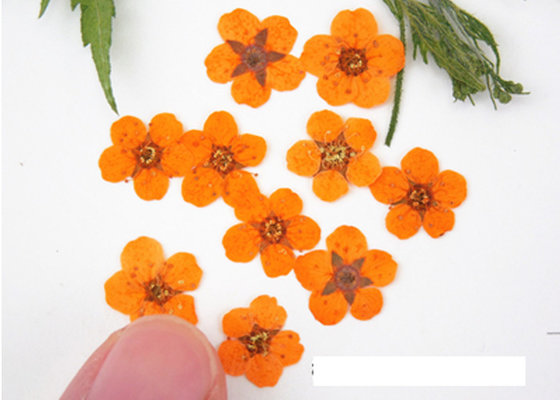 Pink Mikado Natural Dried Flowers Diameter 0.6CM For Nail / Gem Decoration