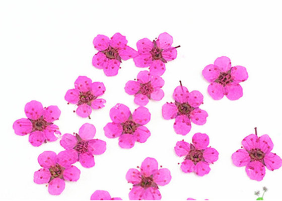 Purple Colour Narcissus Dried Flower Nail Art For DIY Nail Accessories