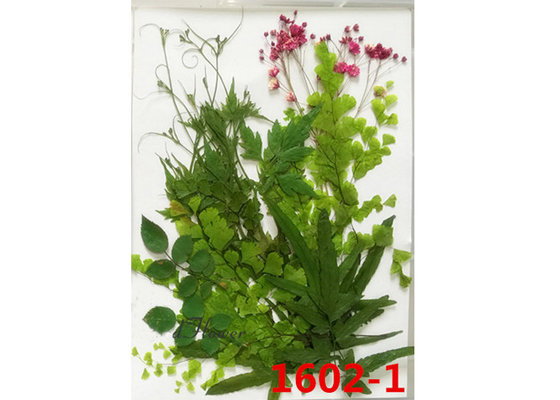 Beautiful Pressed Plant Art , Dry Leaves Artwork For Christmas Party Gifts Decoration