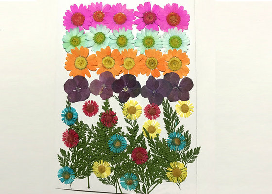 Wedding Decoration Mounting Pressed Flowers , Dried Green Flowers For Gifts Card Ornament