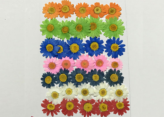 Green Color Natural Dried Flowers Vegetation Specimen For Party Favors