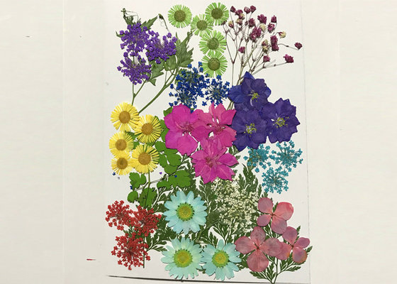 Vacuum Bag Pressed Flower Gifts Colorful Leaves / Daisy / Larkspur For Decorative Candle
