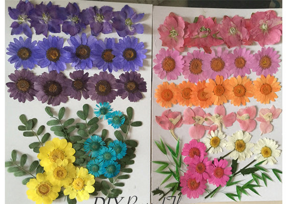 Raw Material Colorful DIY Pressed Flowers Plant Specimens For Kindergarten