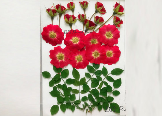 Raw Material Dried Pressed Flowers Eternal Plant For Cell Phone Case Decoration