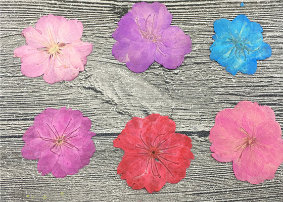 Pink Dried Cherry Blossom Flowers Ornaments For DIY Hand Work Greeting Cards