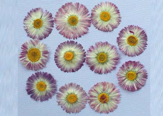 Christmas Gifts Large Dried Flowers , Dried Daisy Flowers For Birthday Party