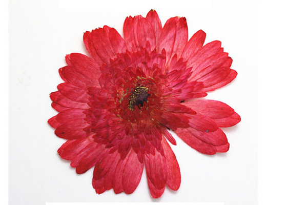 Yellow Chrysanthemum Dried Flower Arrangements For Festive / Party Decoration