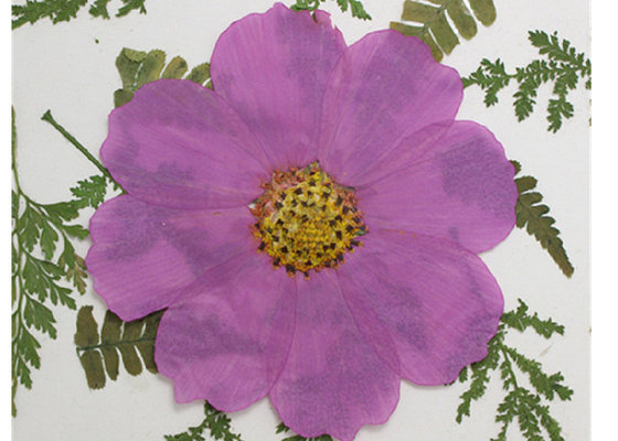 Natural True Pink Cosmos Framed Pressed Flowers For DIY Handicraft Bookmark / Lip Gloss