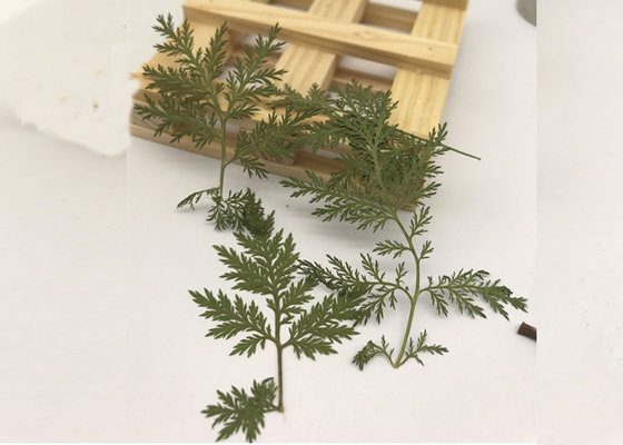Christmas Card Preserving Pressed Flowers , Rock Fern DIY Dried Flowers And Leaves