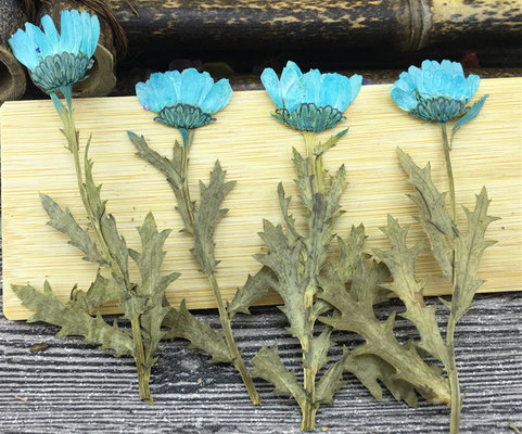 Purple Dried Chrysanthemum Flower Color Optional For Candle Decoration