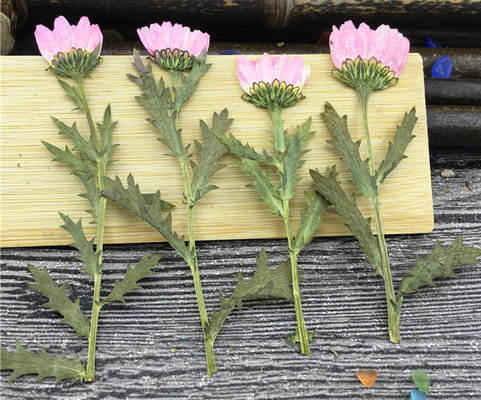 Small Chrysanthemum Dried Pressed Flowers Size Customized For DIY Christmas Card