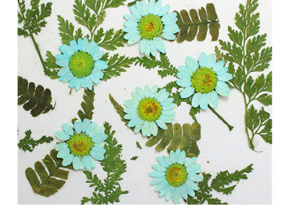 DIY Handmade Red Dried Flowers , Dried Daisy Flowers For Candle Decoration
