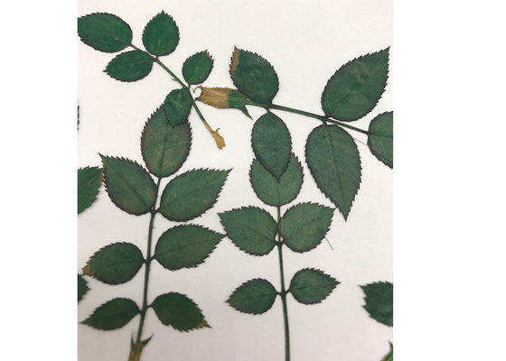 Clover Specimens Green Dried Flowers / DIY Handmade Mounting Pressed Flowers