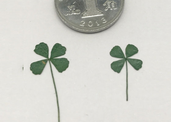Small Clover Specimens Dried Green Flowers , Diameter 1.5CM DIY Hand Pressed Flowers