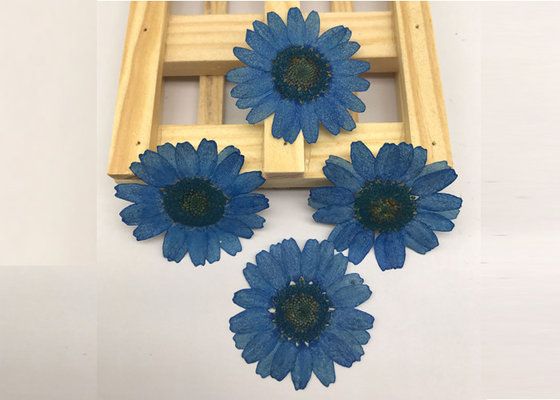 Dark Blue Mixed Dried Chrysanthemum Flower , Hand Pressed Flowers For Candles