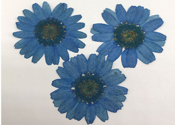 Nice Decorative Chrysanthemum Dried Flower For DIY Gem Bookmark Art Decoration