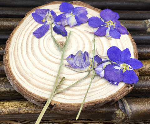 Candle Decoration Dried Flower Art , Larkspur With Stem DIY Pressed Flowers
