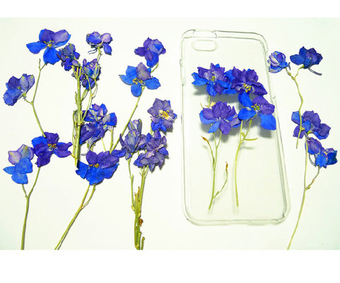 Larkspur Dye Light Blue Natural Dried Flowers Diameter 3CM  For Teaching Specimen