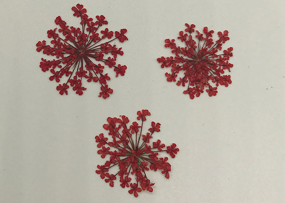Custom Design Pressing Wedding Flowers , Pressed Flower Crafts OEM / ODM