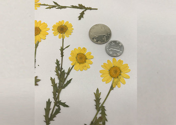 Chrysanthemum Dried Pressed Flowers True Plant For Leaf Vein Bookmark